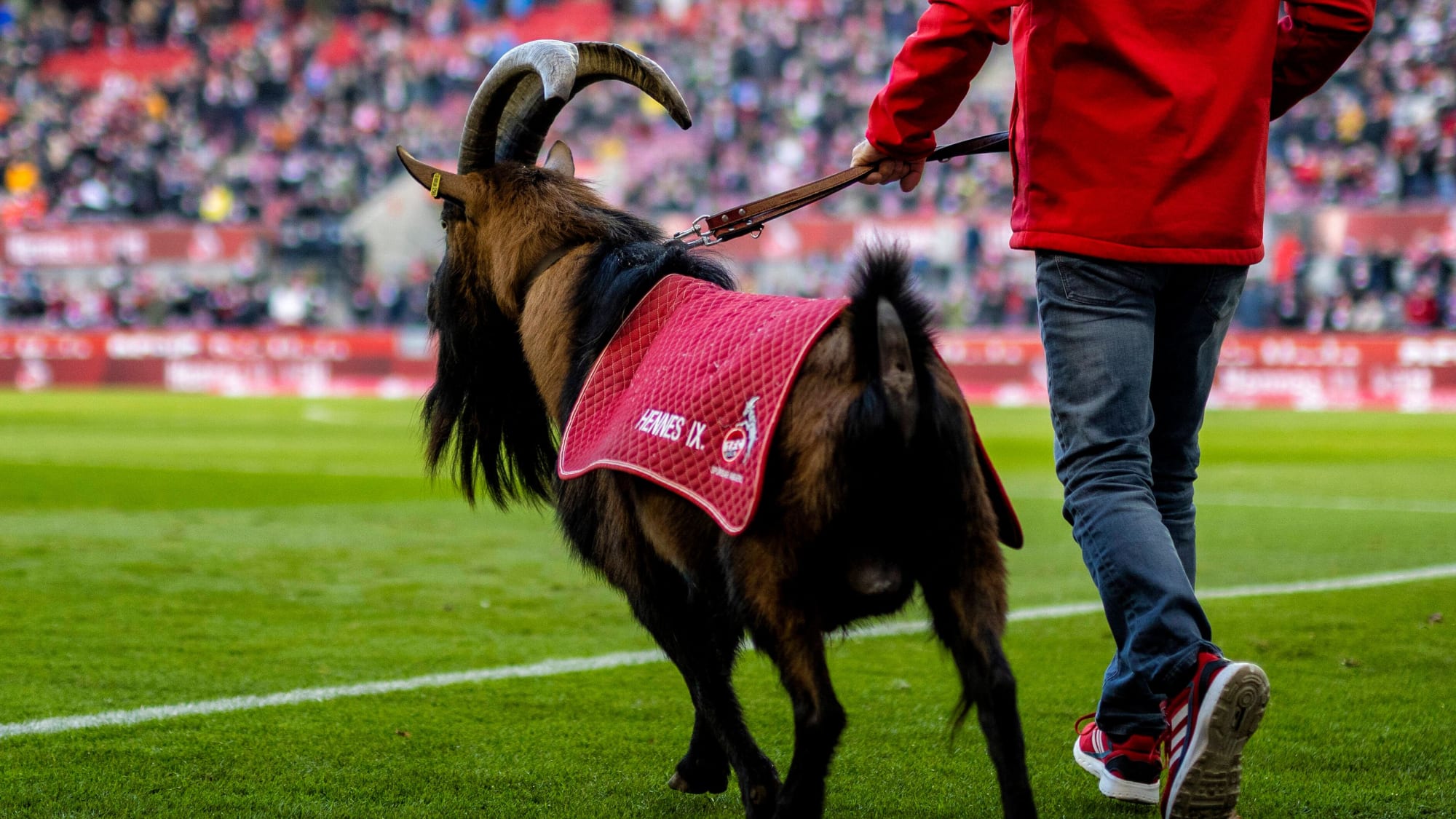 Attila, Erwin und Co.: Die Maskottchen der Bundesligisten - kicker