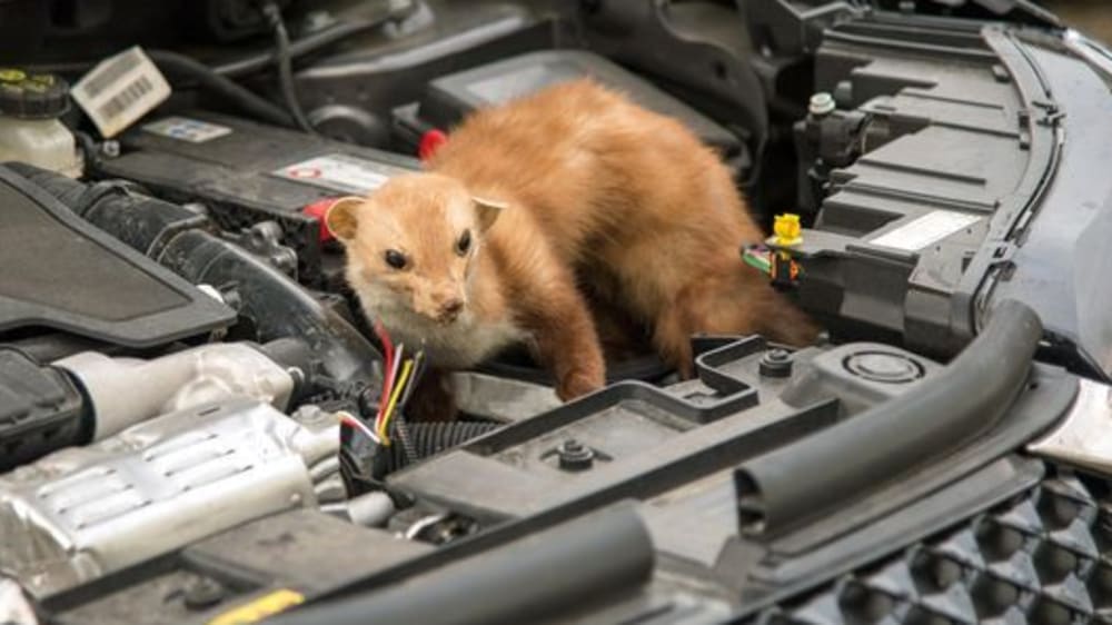 Marderbiss: Was Ihr Auto schützt - und wer den Schaden zahlt - kicker