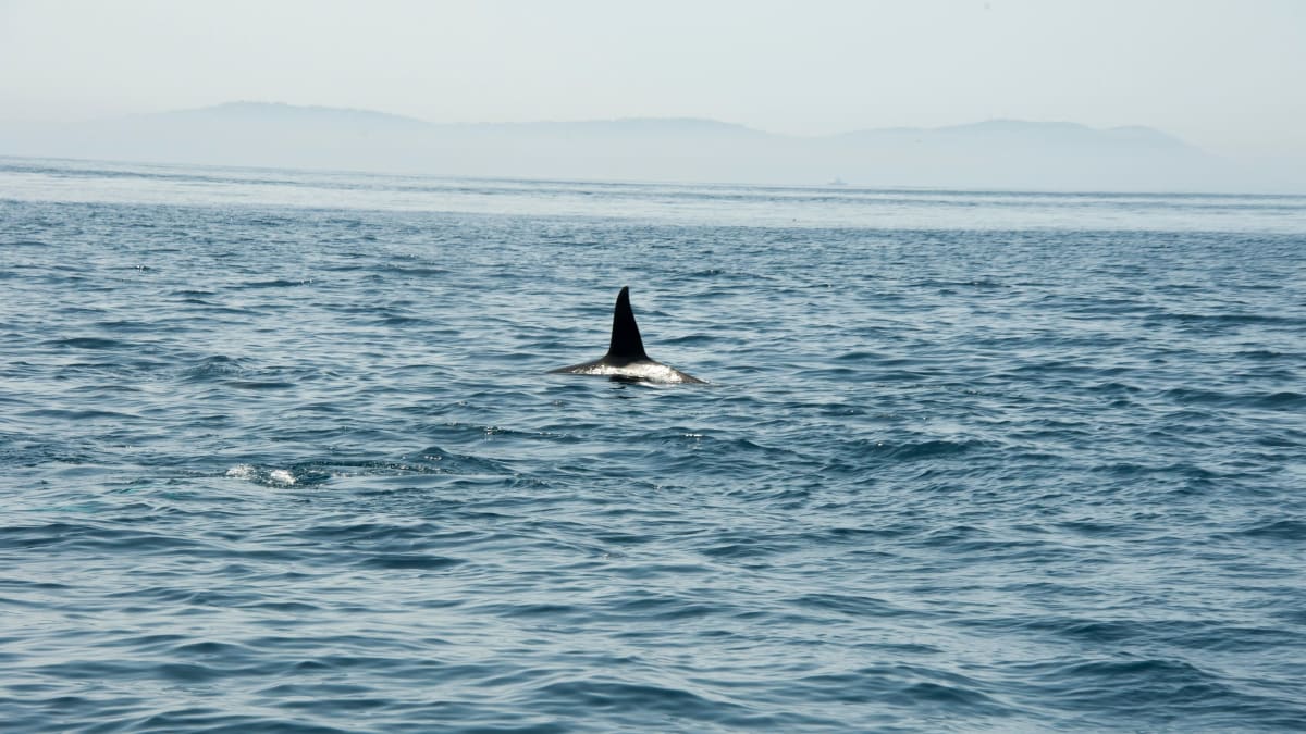 The Ocean Race: Orcas greifen Boote an - kicker