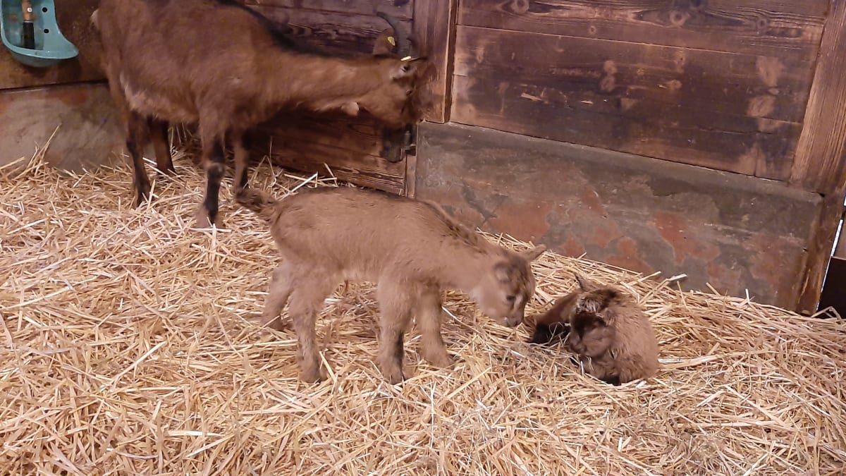 1. FC Köln: Geißbock Hennes IX. hat Nachwuchs - kicker